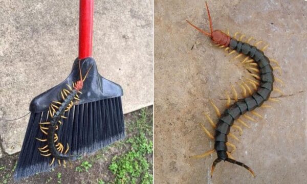 Chilopodophobia, Fobia Terhadap Kelabang